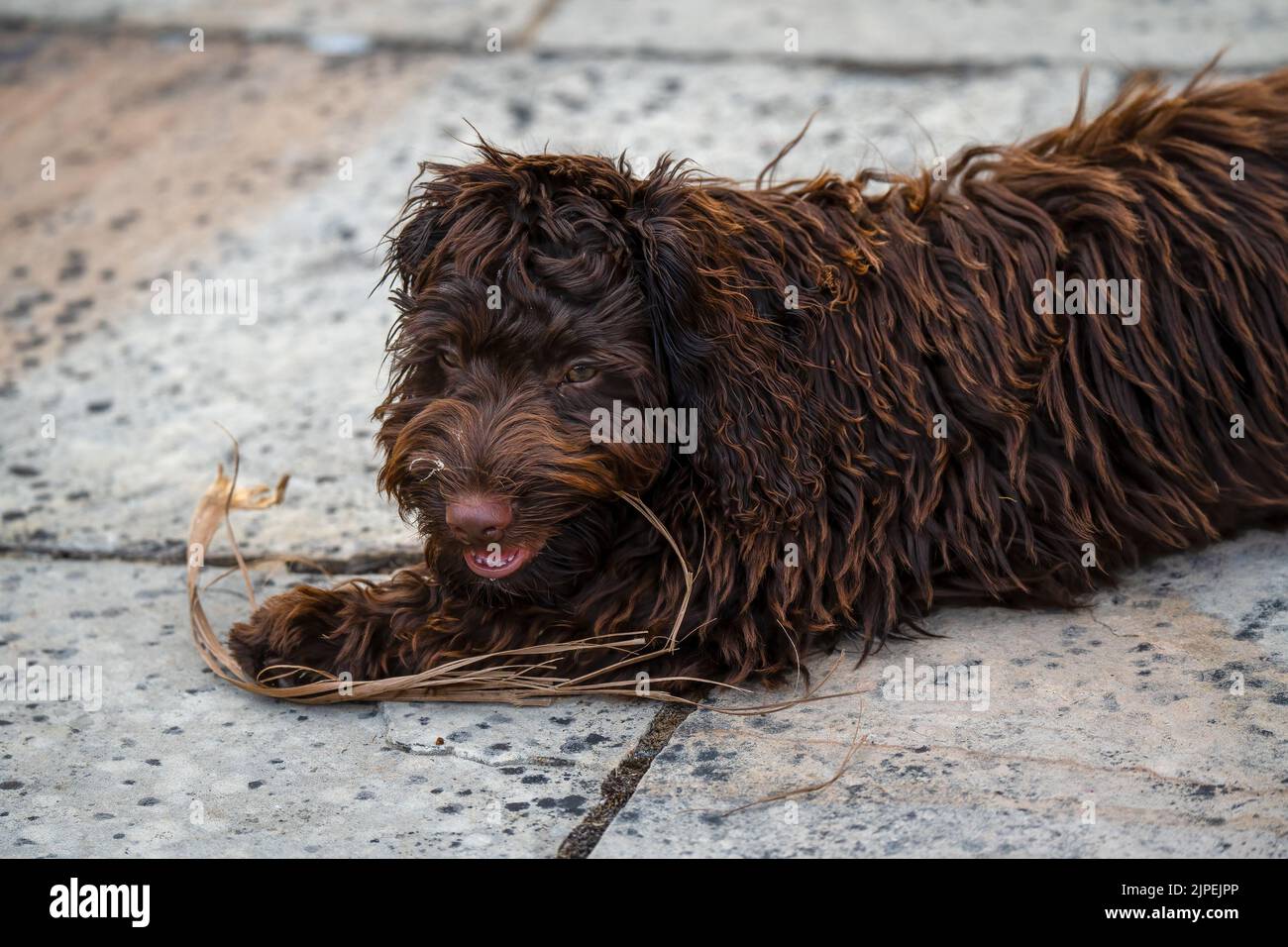 close-up of a pink-nosed red brown cockapoo puppy, eyes focused on the ...