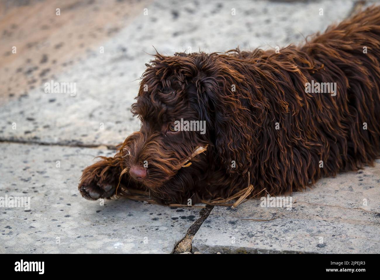 close-up of a pink-nosed red brown cockapoo puppy, eyes focused on the ...