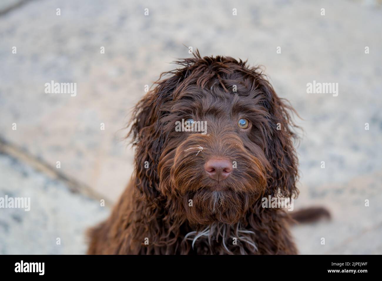 Cockapoo puppy pink nose hi-res stock photography and images - Alamy