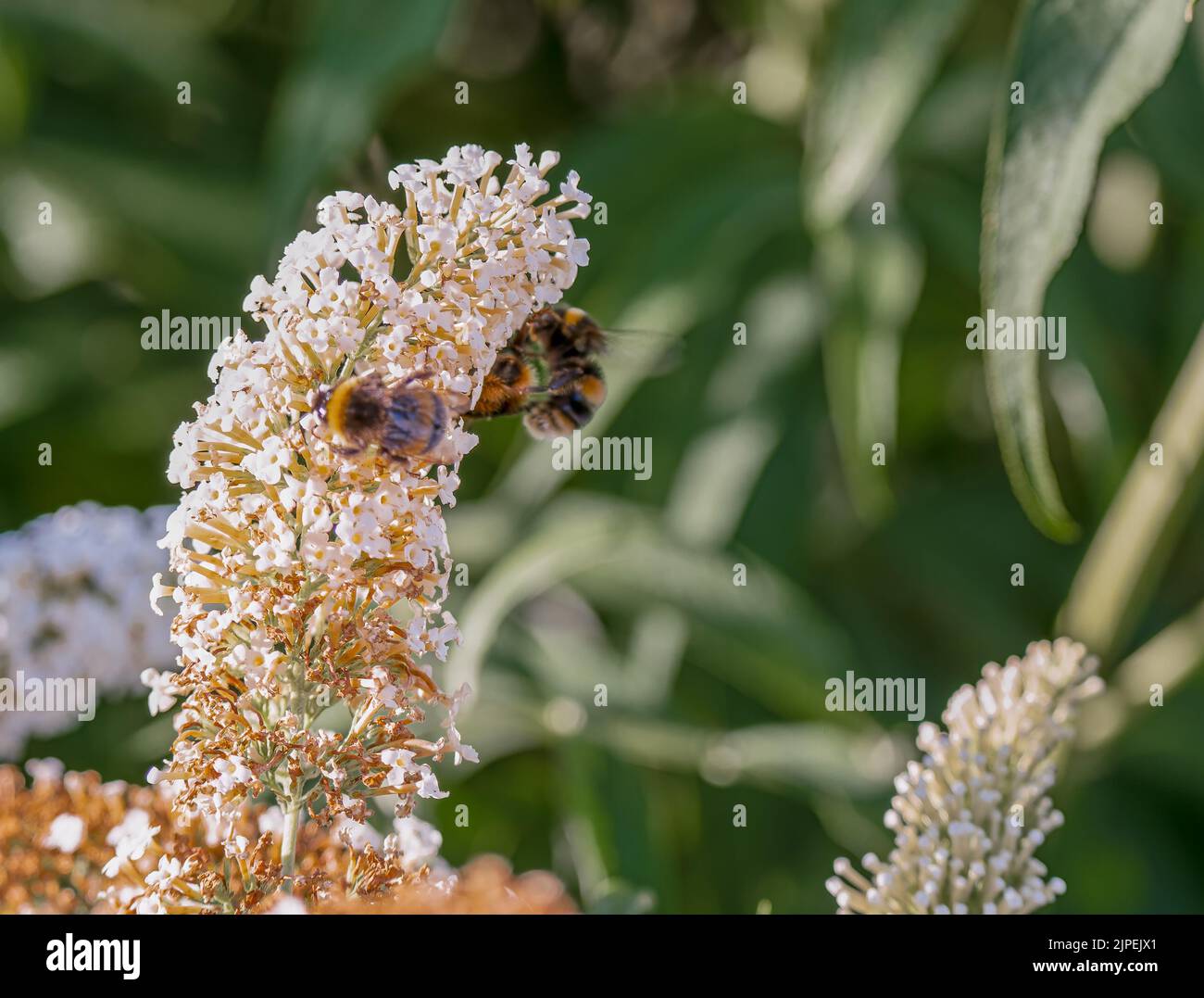 Buddleja white bouquet hi-res stock photography and images - Alamy