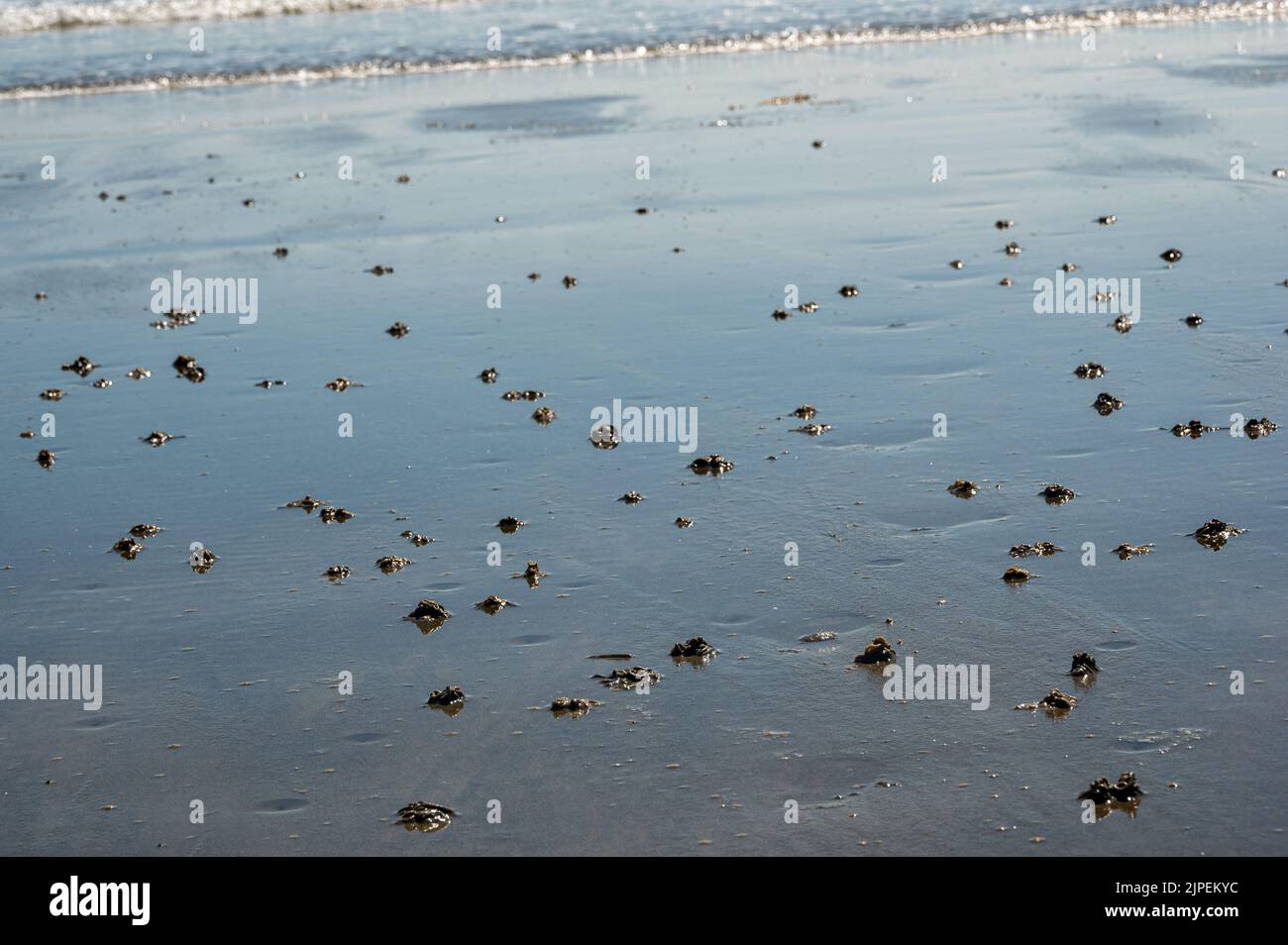 Lugworm, arenicola marina, sand casts on Shanklin Beach, Isle of Wight ...