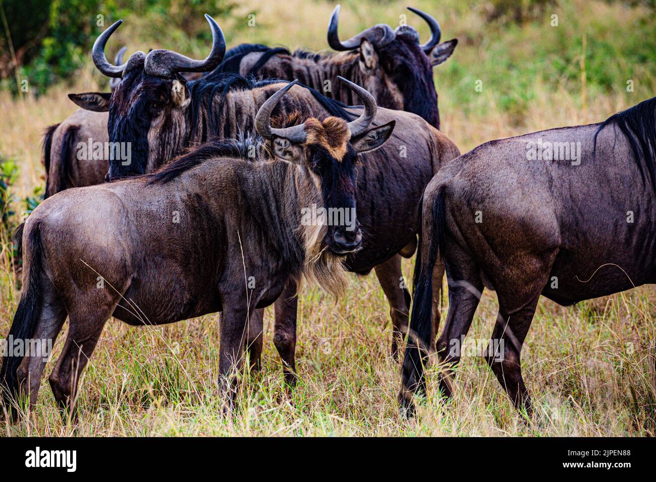Wildebeest, also called gnu, are antelopes of Connochaetes and native ...