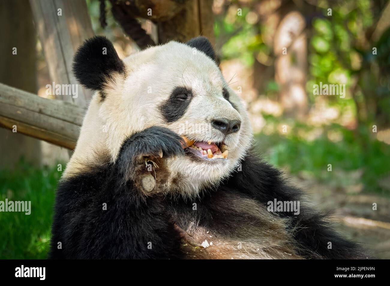 giant panda, panda, giant pandas Stock Photo - Alamy