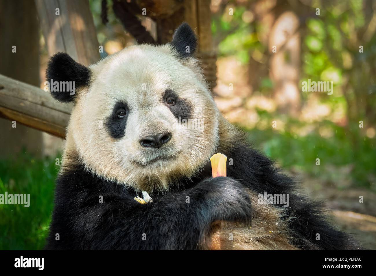 giant panda, panda, giant pandas Stock Photo - Alamy