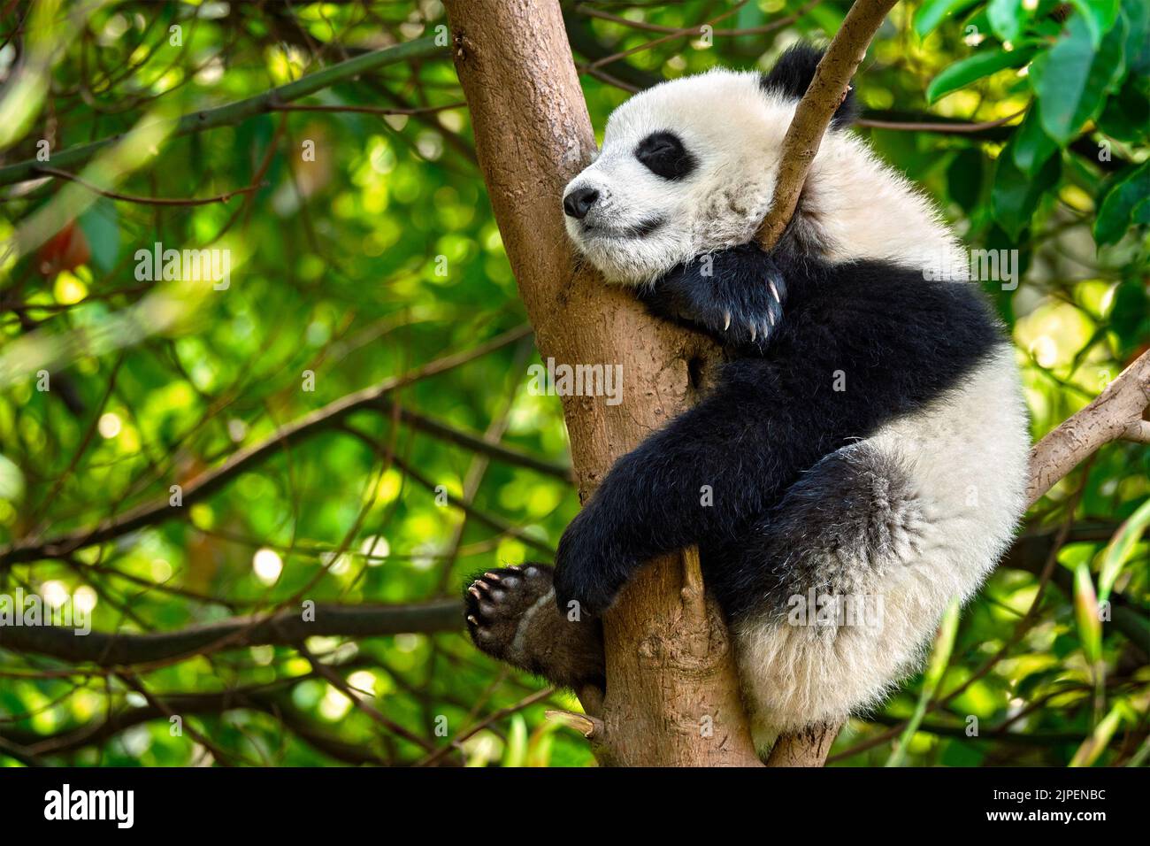giant panda, panda, giant pandas Stock Photo - Alamy