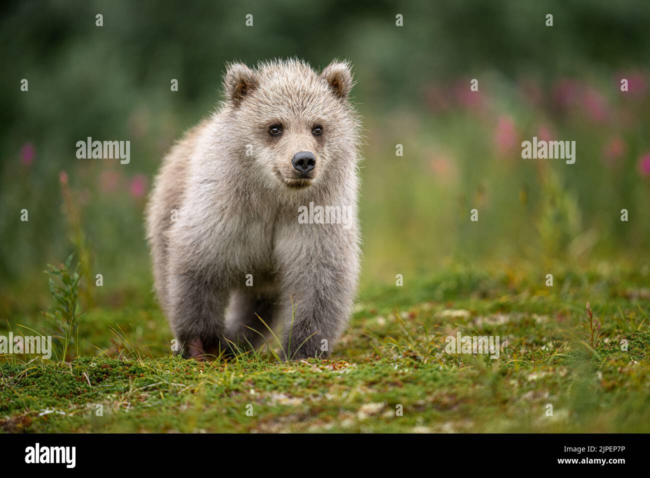 White Brown Bear Cub Stock Photo - Alamy