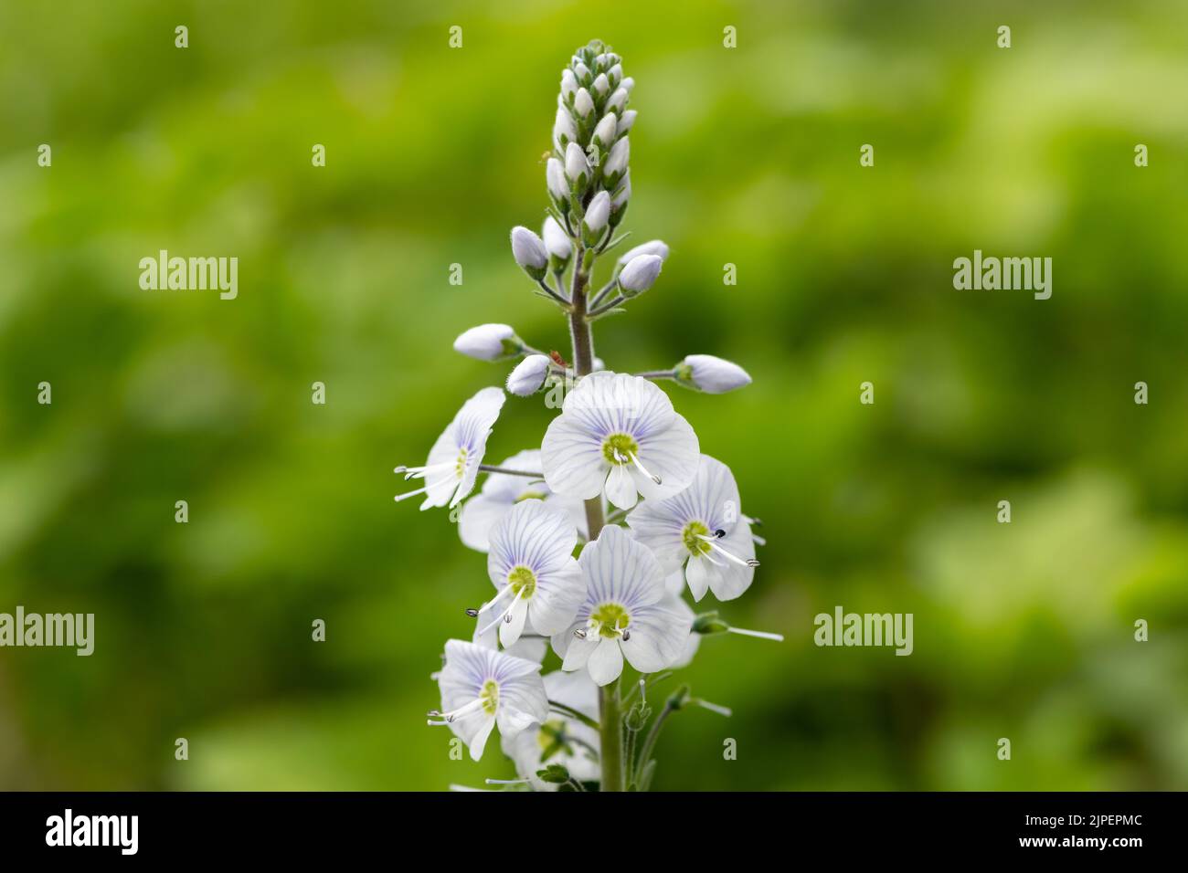 Gentian speedwell (veronica gentianoides) flowers in bloom Stock Photo ...