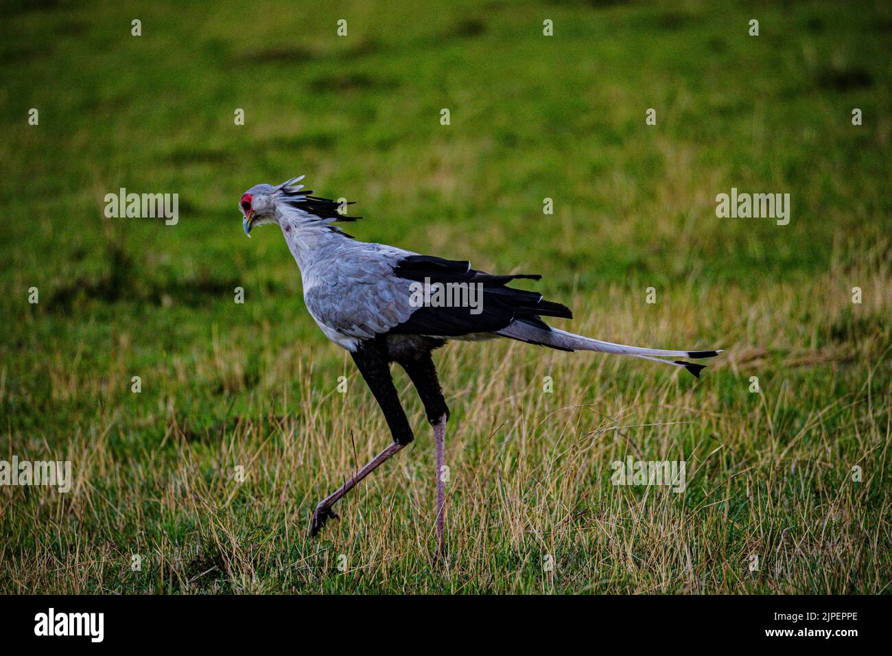 The secretarybird or secretary bird is a large bird of prey that is ...