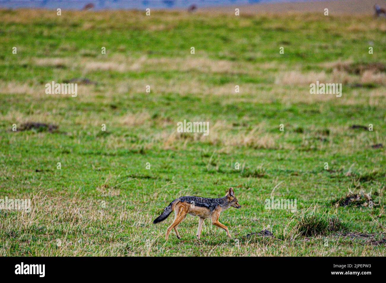Jackals are canids native to Africa and Eurasia. While the word "jackal ...