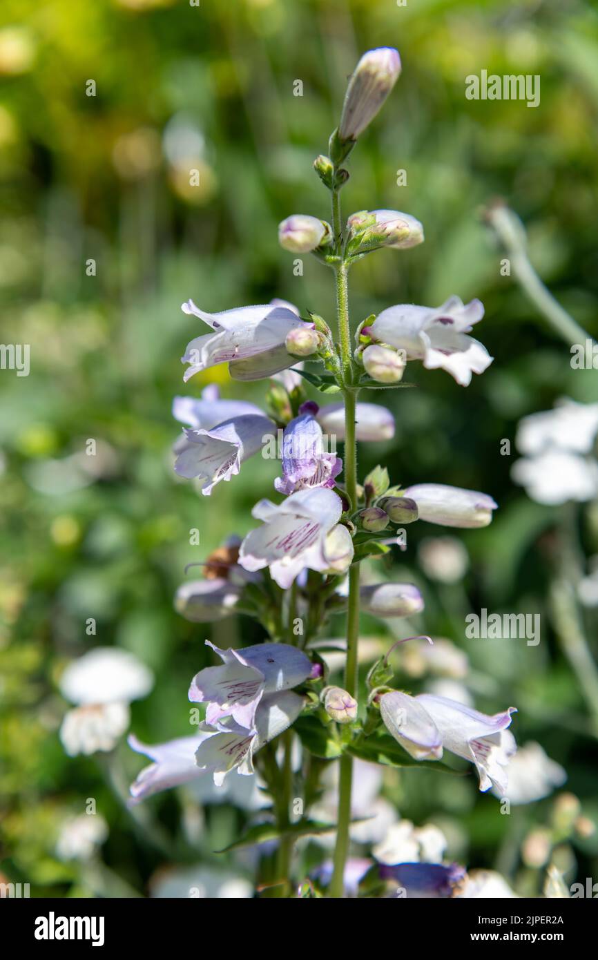 Close up of a penstemon flower in bloom Stock Photo - Alamy