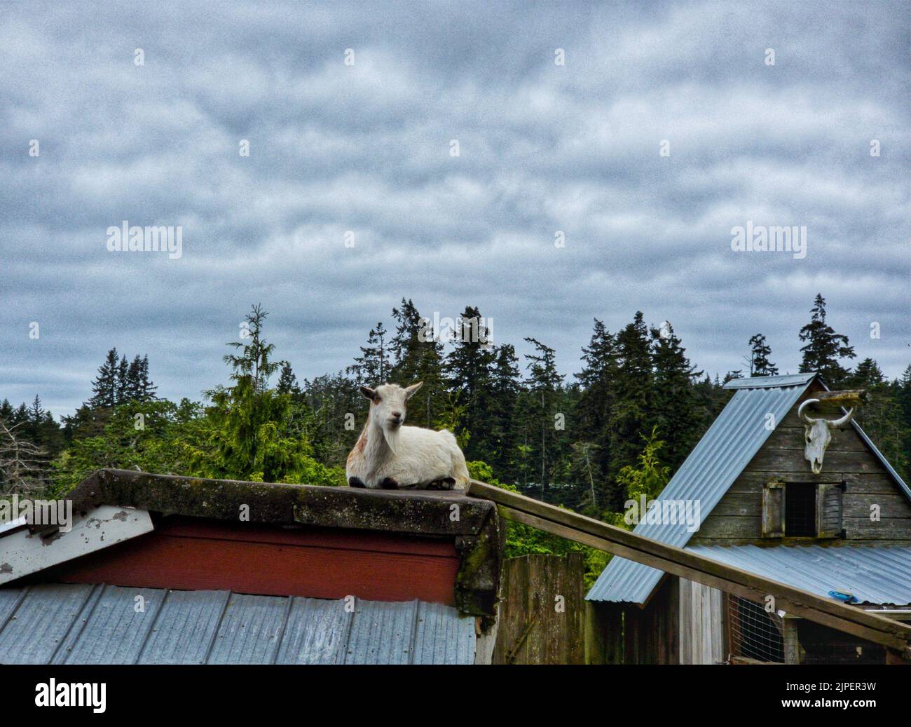 A white goat sitting on the rooftop of a rural house with cloudy sky ...