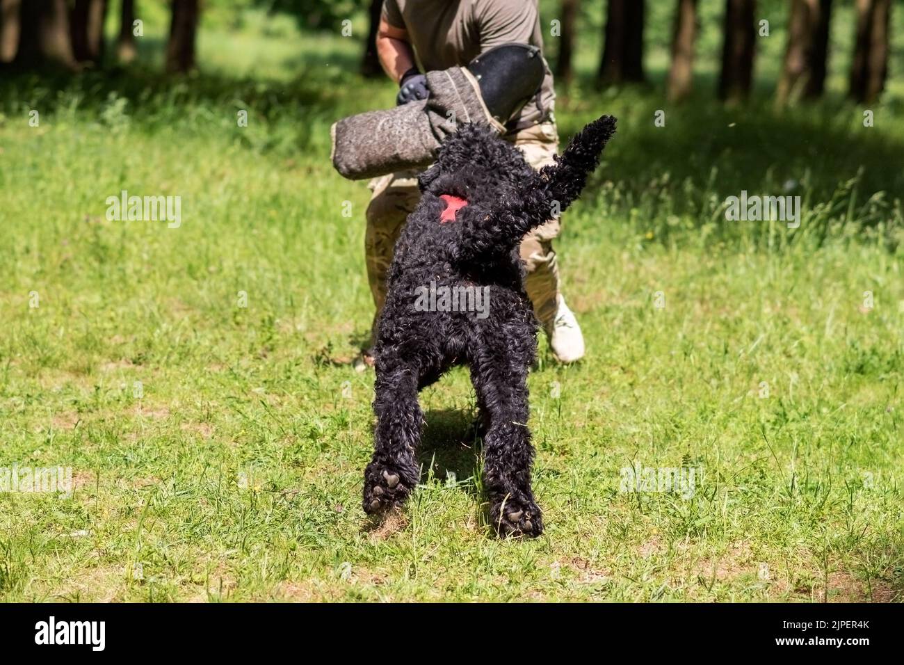 Russian black terrier attacks cynologist, in training of aggression ...