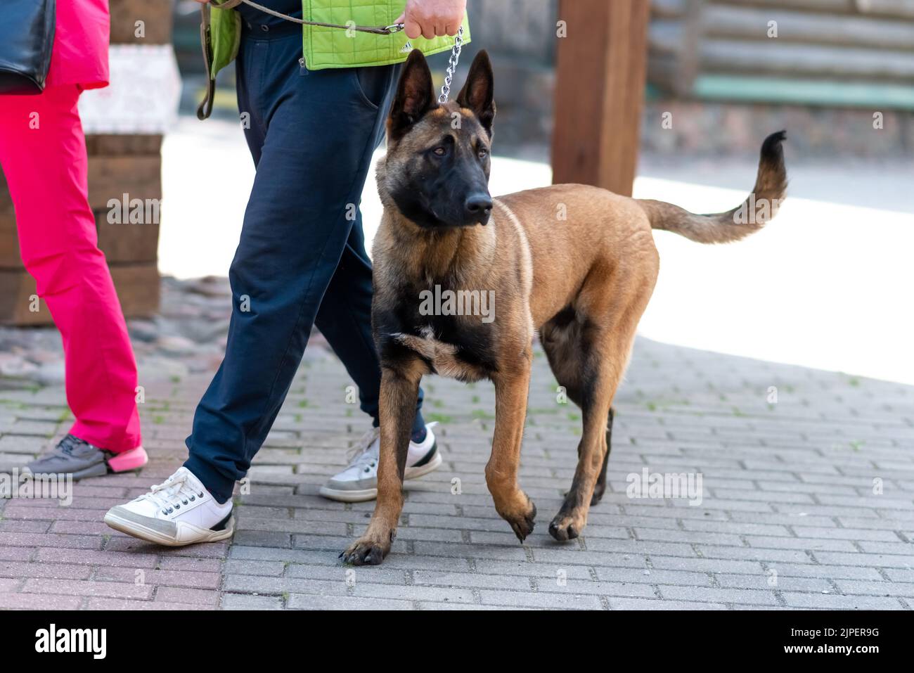 Belgium shepherd dog angry hi-res stock photography and images - Alamy
