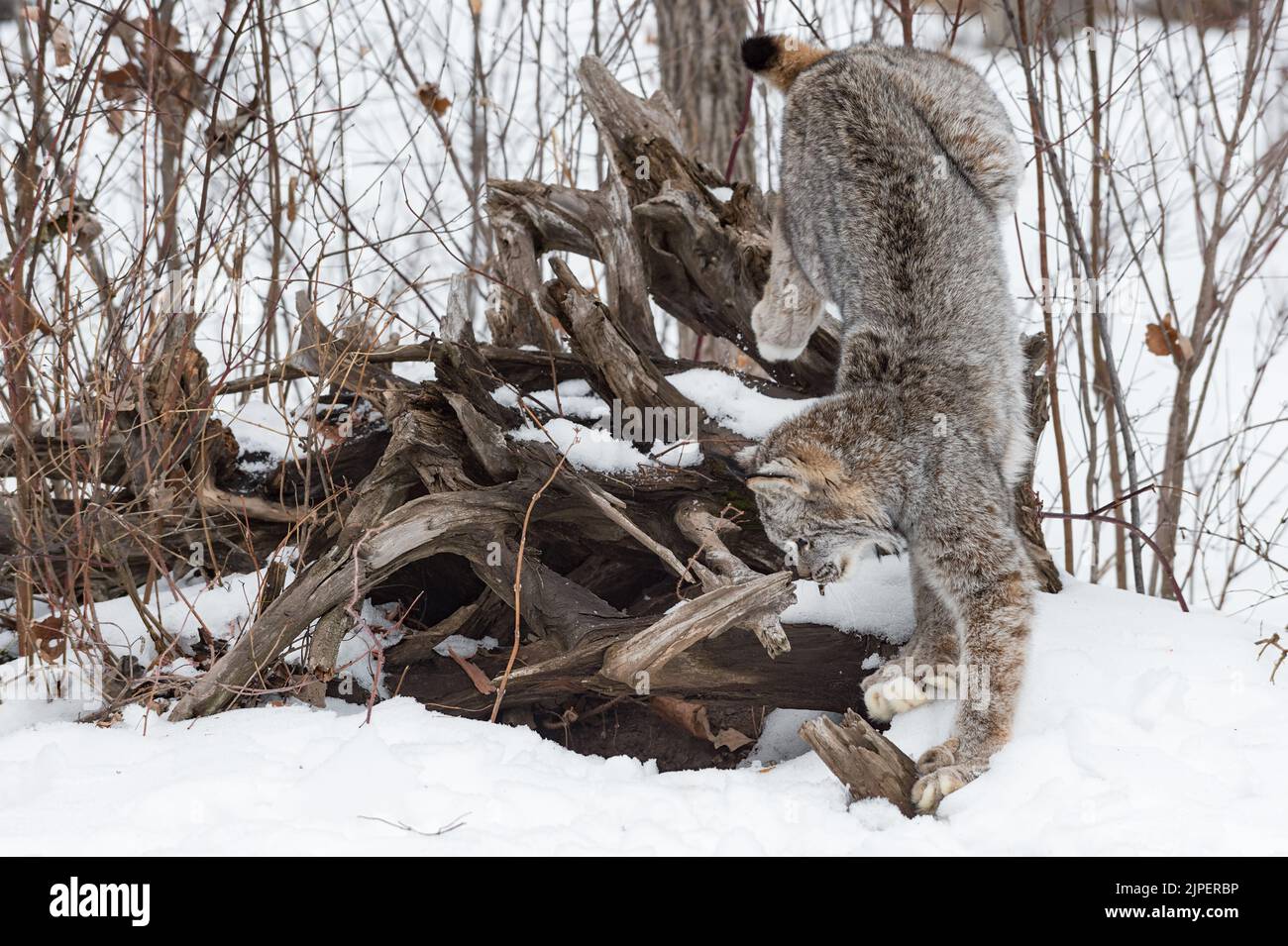 Canadian Lynx (Lynx canadensis) Jumps Off Root Bundle Winter - captive ...