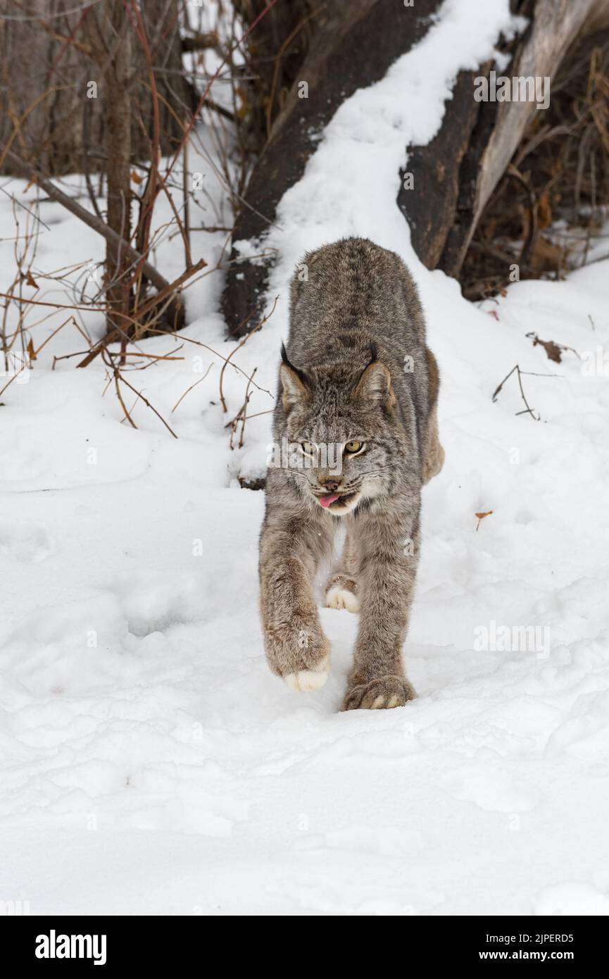 Canadian Lynx (Lynx canadensis) Walks Forward Tongue Out Winter ...