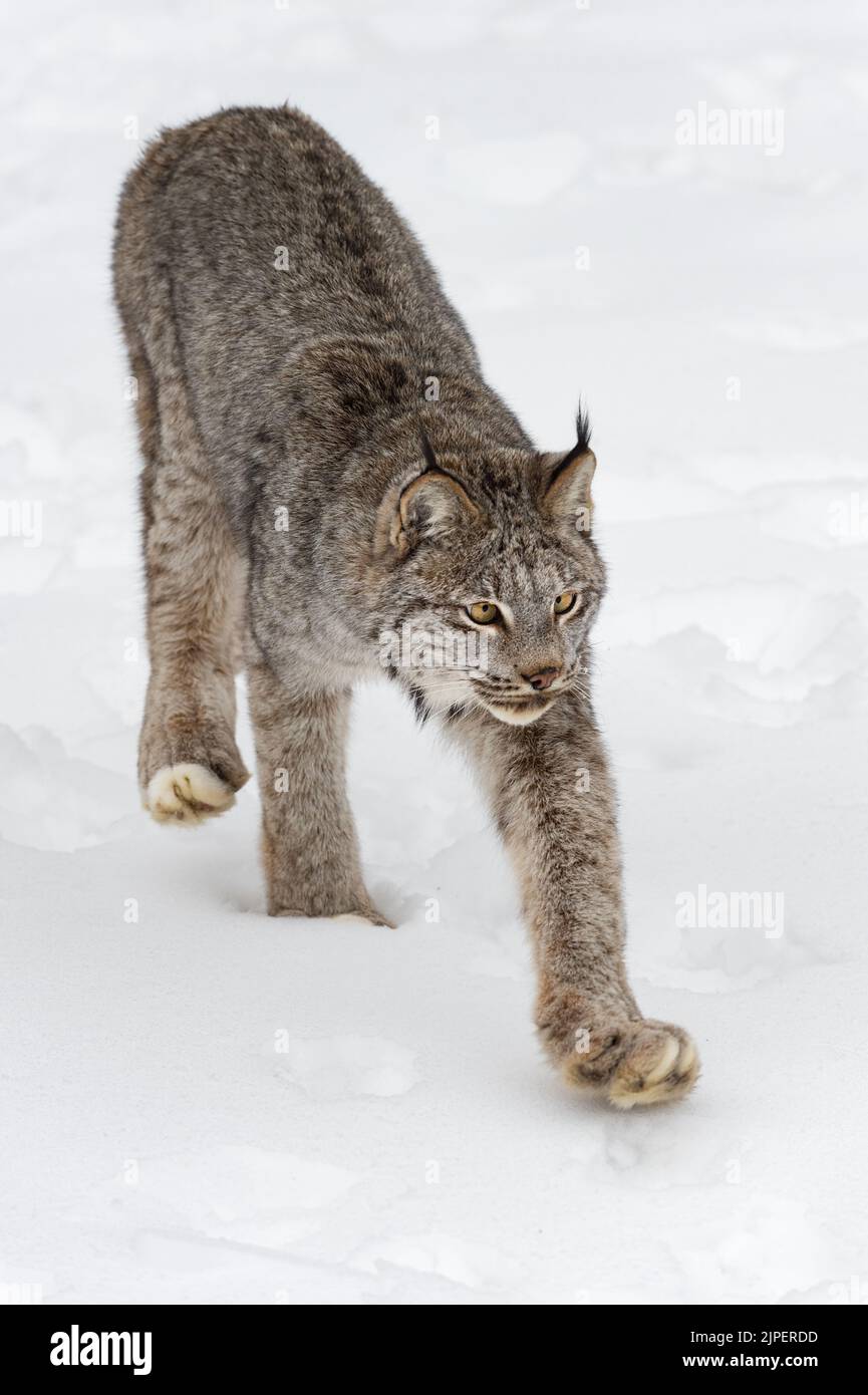 Canadian Lynx (Lynx canadensis) Steps Forward Paw Outstretched Winter ...