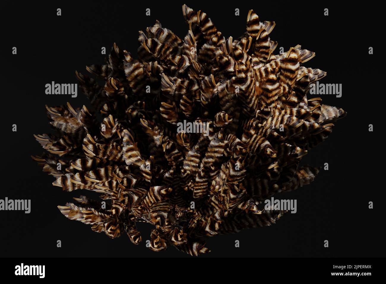 Bird feathers isolated on black background. Feathers background ...