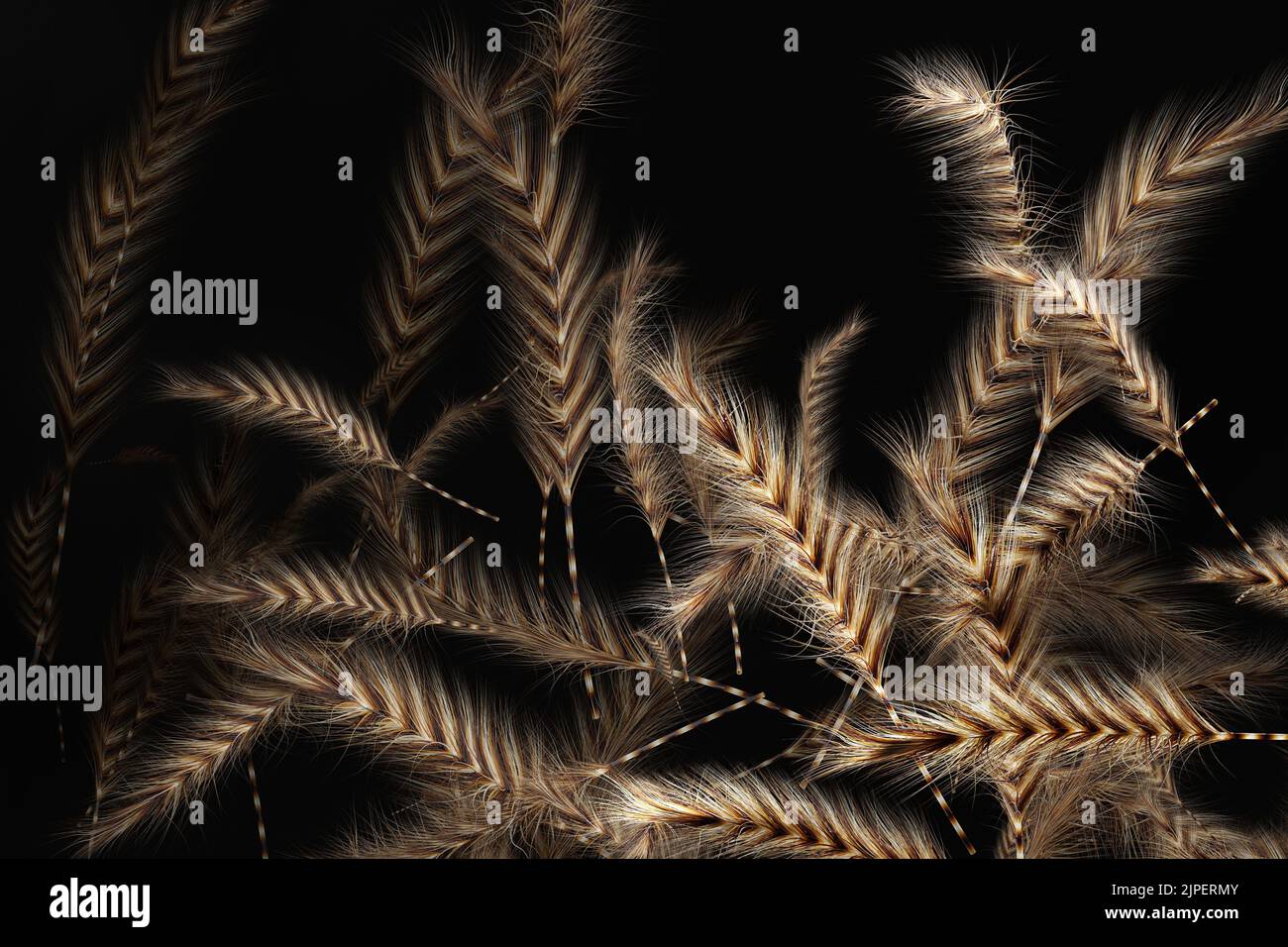 Bird feathers isolated on black background. Feathers background ...