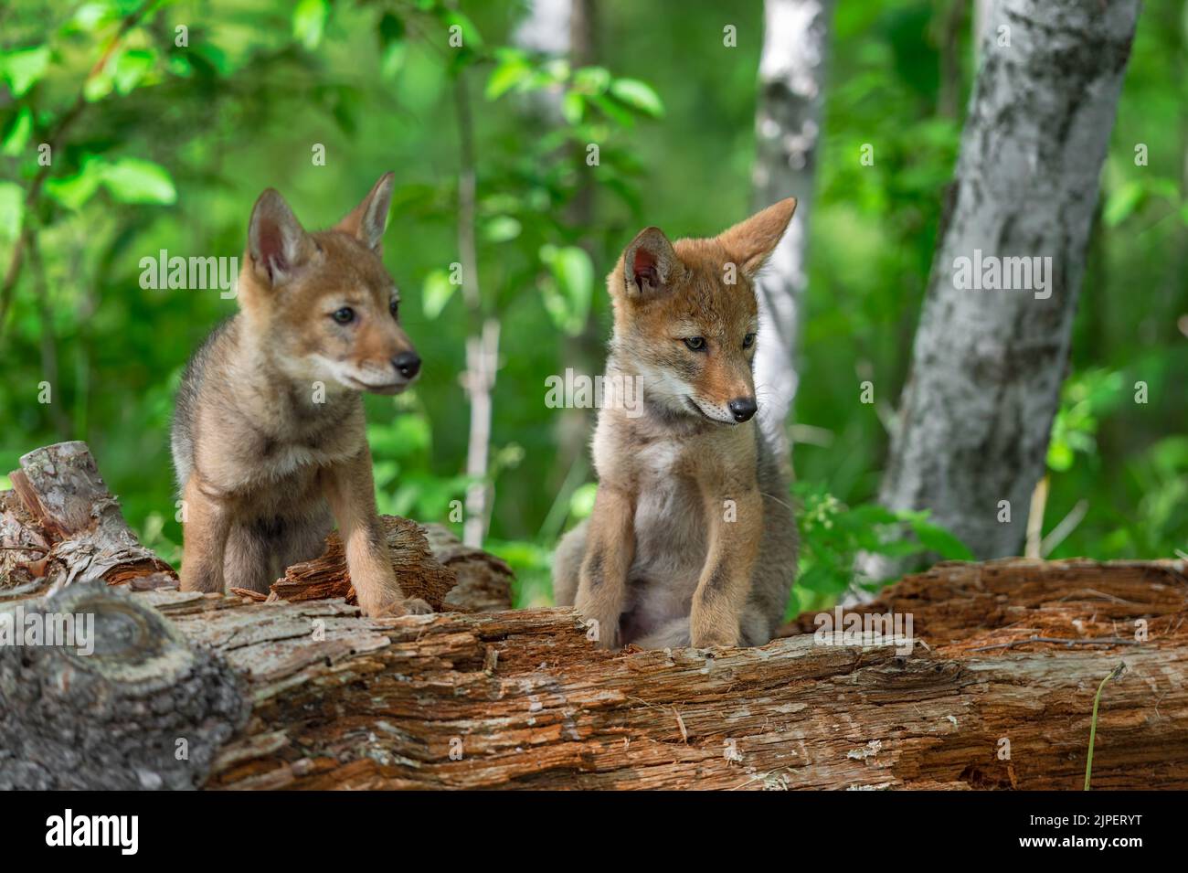 Coyote Pups (Canis latrans) on Log Intent on Something to Right Summer ...