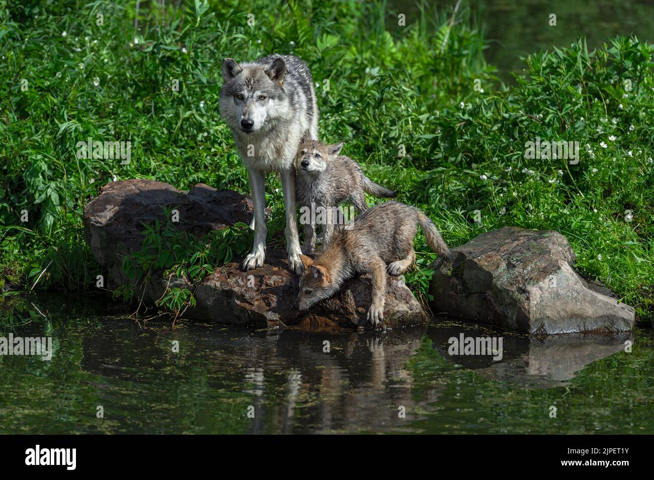 Adult Grey Wolf (Canis lupus) Water Dripping Looks Up From Water with ...