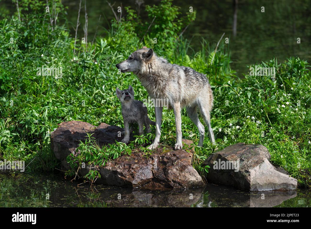 Grey Wolf Pup (Canis lupus) Looks Up at Adult Summer - captive animals ...