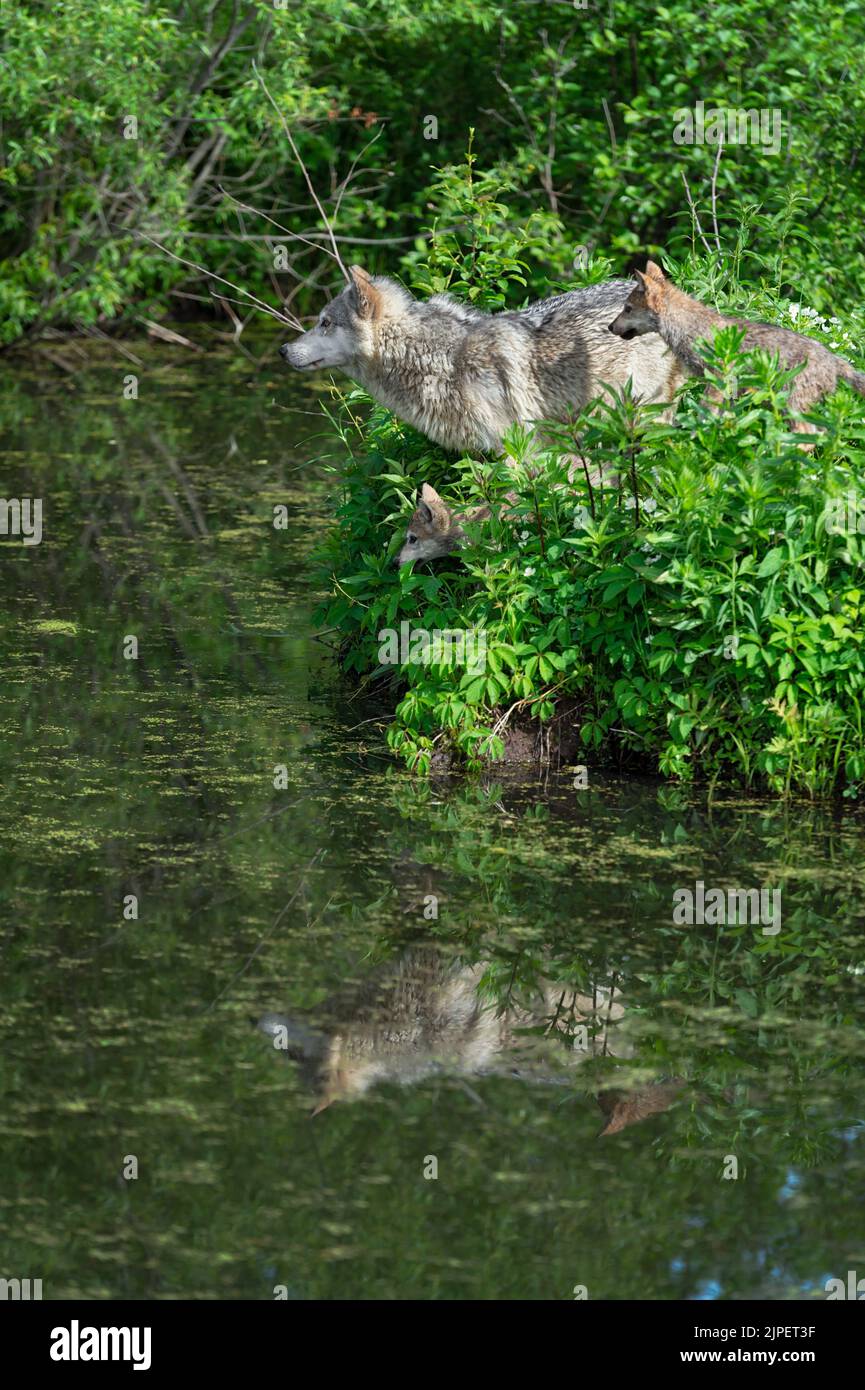 Adult Grey Wolf (Canis lupus) and Two Pups Look Out Over Water From ...