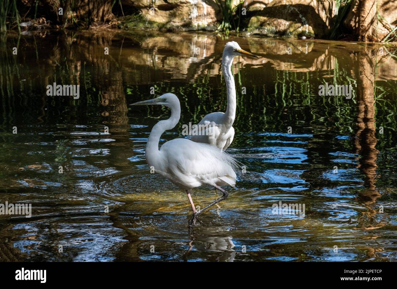 Two Great Egrets (Ardea alba) stands in water in Sydney, NSW, Australia ...