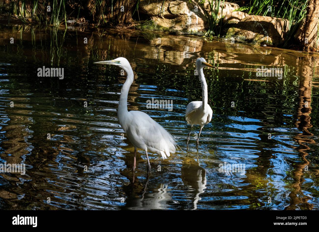 Two Great Egrets (Ardea alba) stands in water in Sydney, NSW, Australia ...