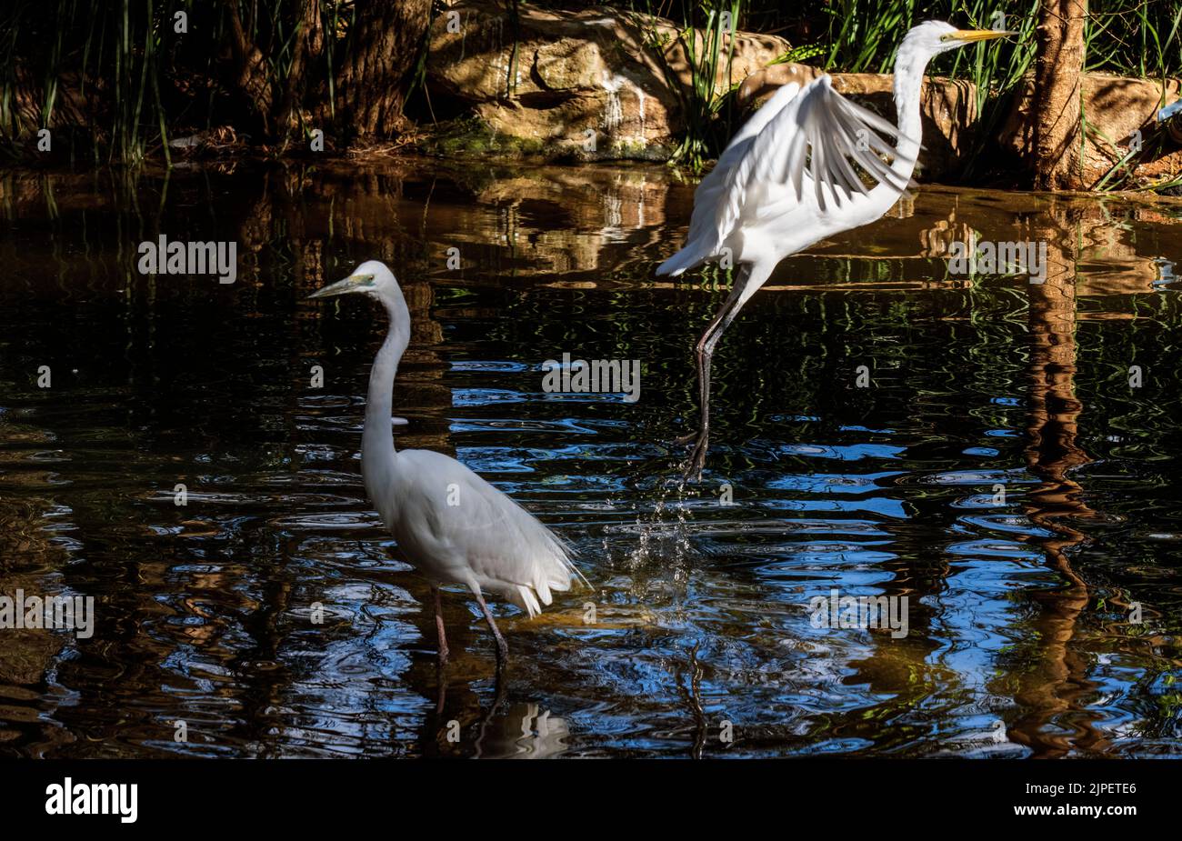 Two Great Egrets (Ardea alba) stands in water in Sydney, NSW, Australia ...