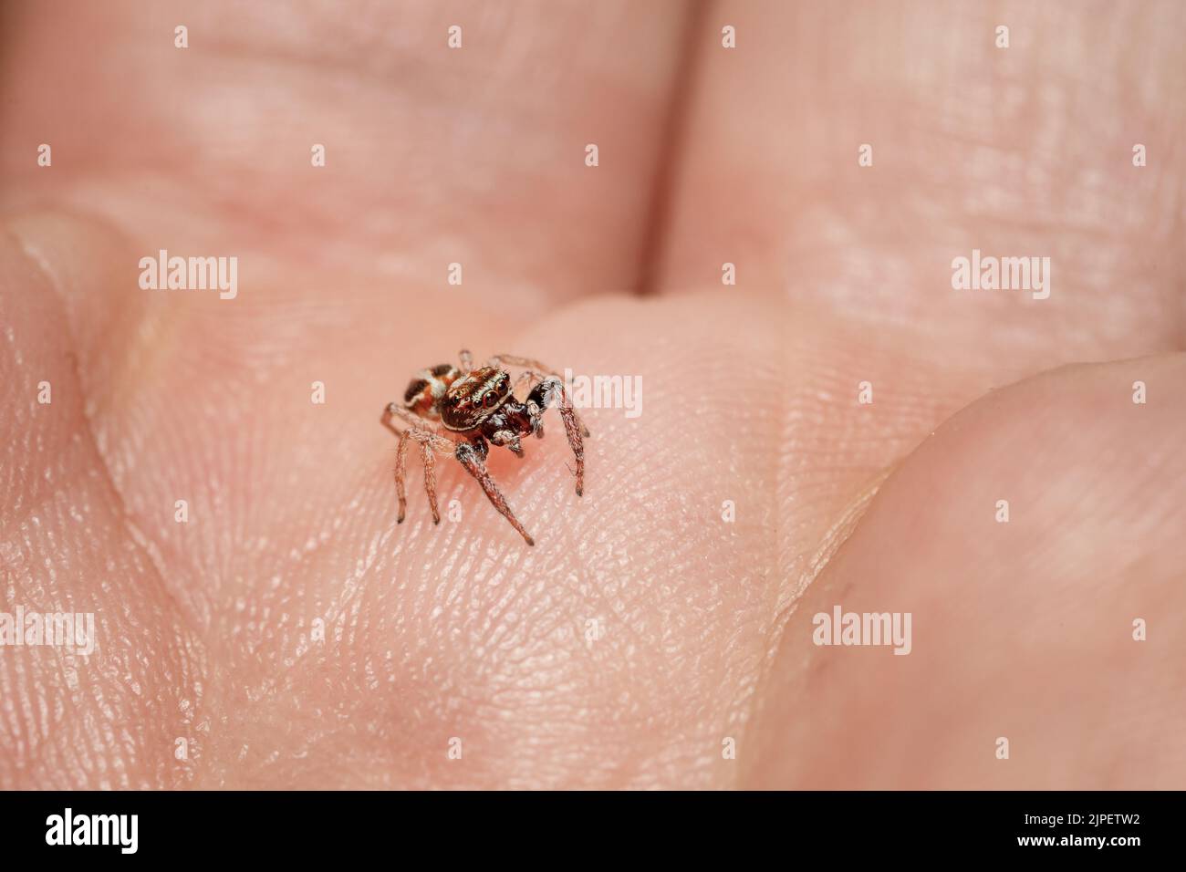 Pantropical hi-res stock photography and images - Alamy