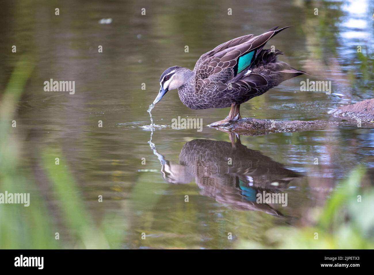 A scenic view of a Pacific black duck reflecting in a pond while drinking water Stock Photo - Alamy