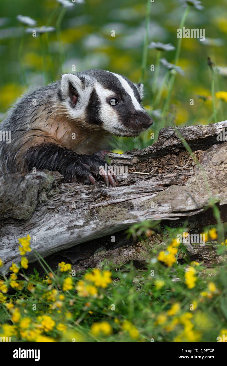 North American Badger (Taxidea taxus) Leans Over Log One Paw Forward ...