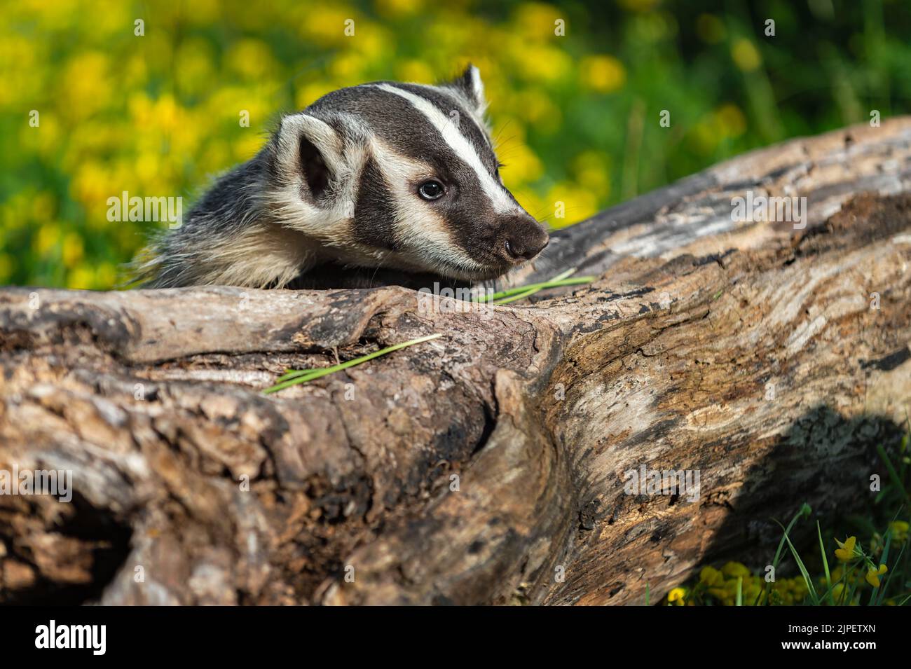 North American Badger (Taxidea taxus) Looks Over Top of Log Summer ...