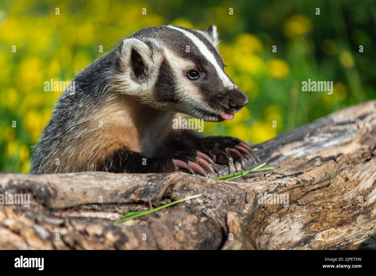 North American Badger (Taxidea taxus) Leans Over Log Tongue and Claws ...