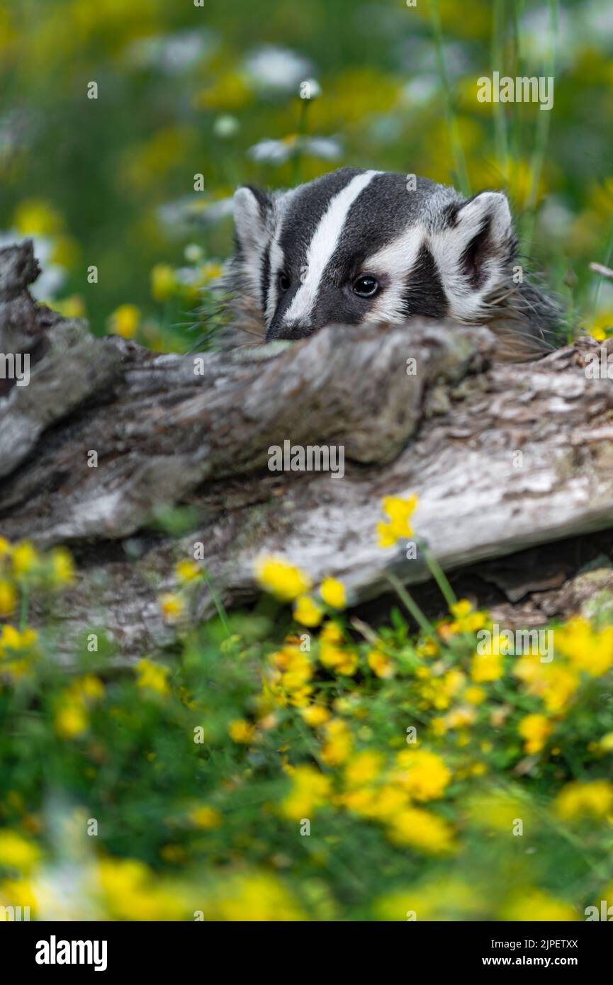 North American Badger (Taxidea taxus) Peers Over Top of Log Summer ...