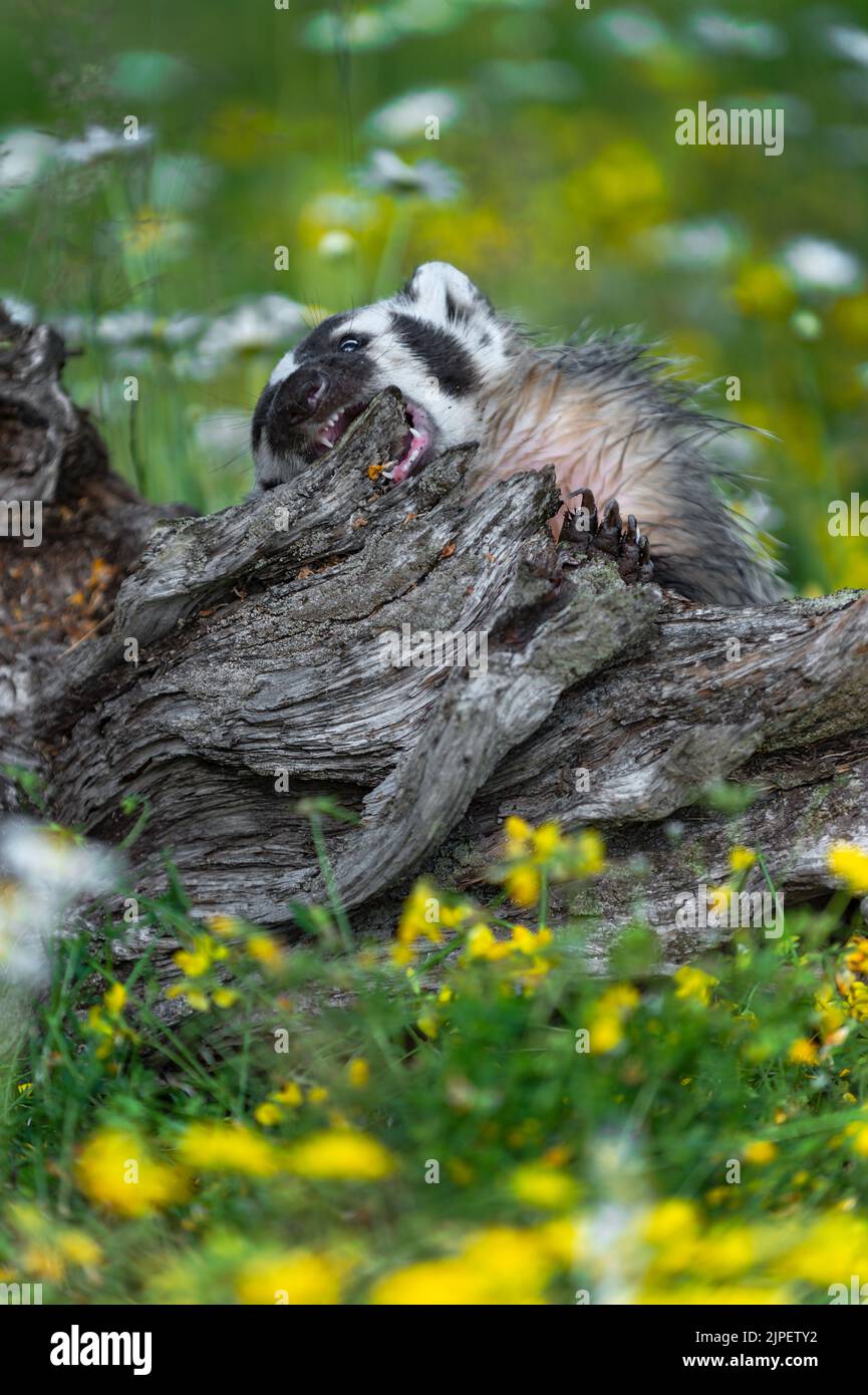 North American Badger (Taxidea taxus) Bites at Log in Field of Flowers ...