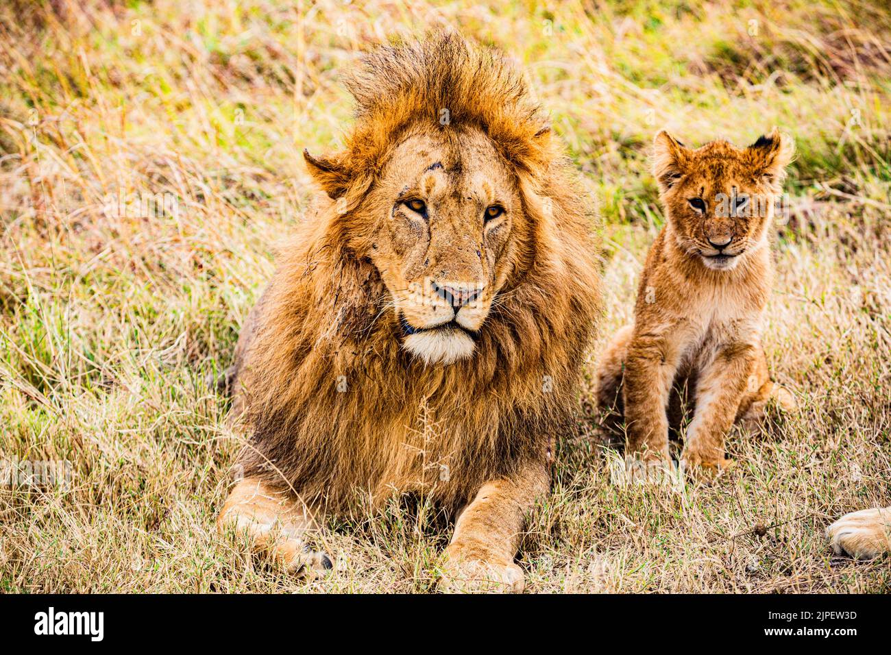 The lion is a large cat of the genus Panthera, native to Africa and ...