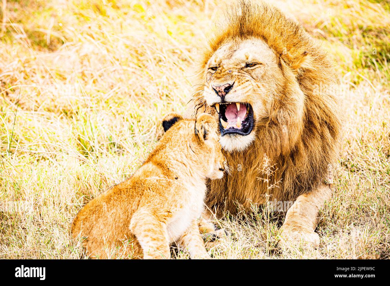 The lion is a large cat of the genus Panthera, native to Africa and ...