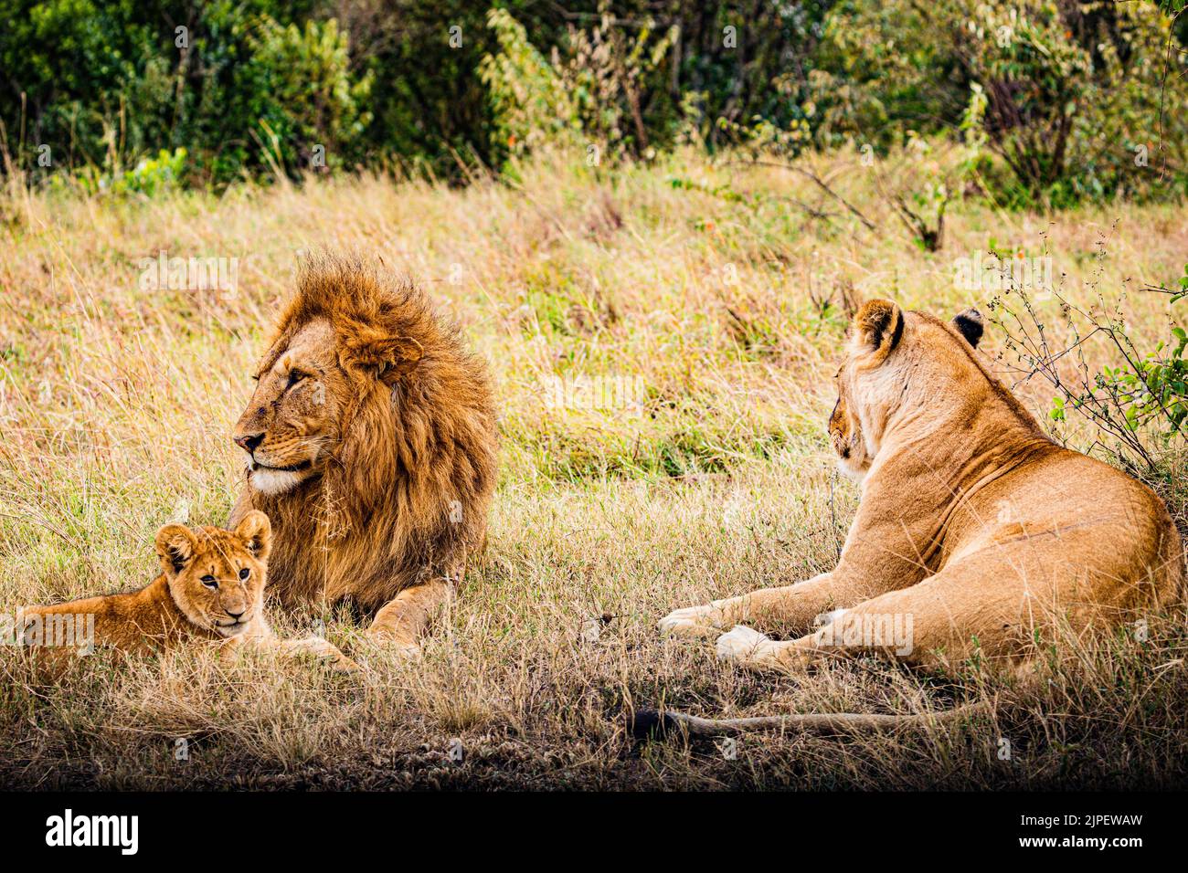 The lion is a large cat of the genus Panthera, native to Africa and ...