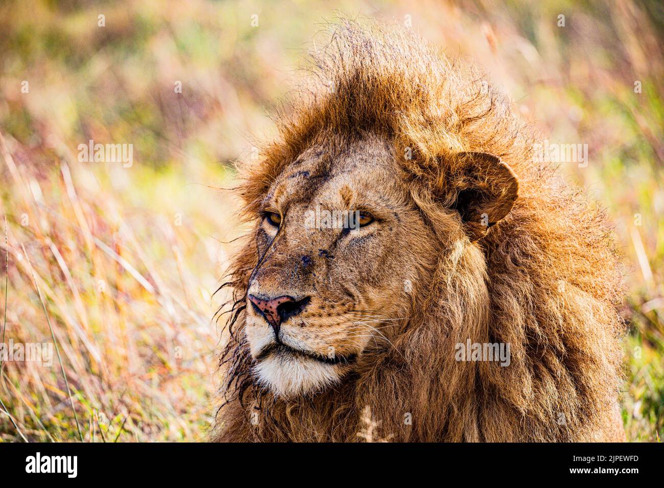 The lion is a large cat of the genus Panthera, native to Africa and ...