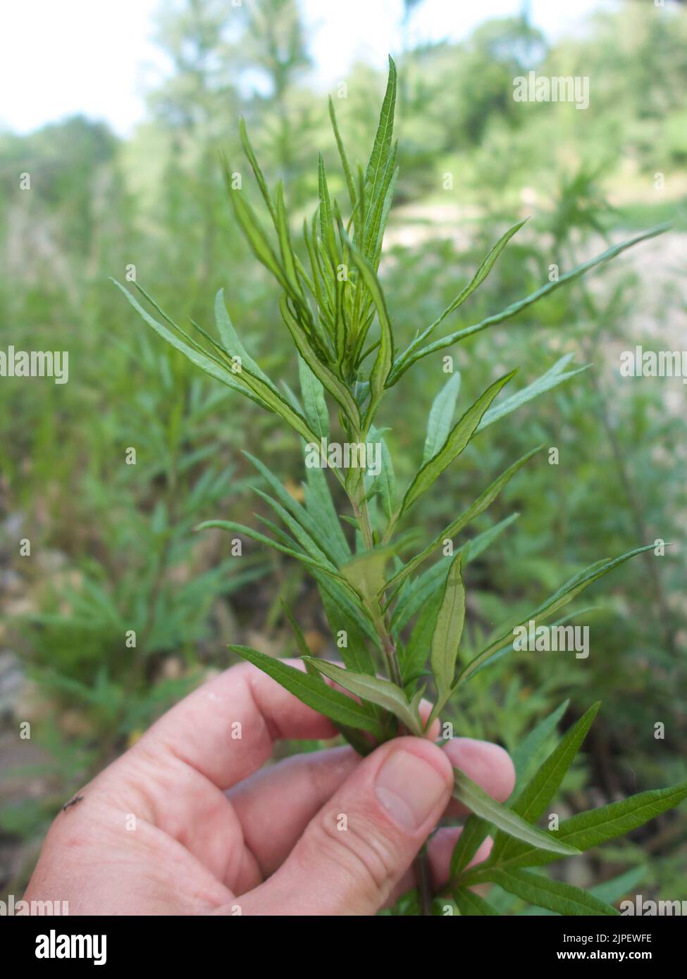 Mugwort plant hi-res stock photography and images - Alamy