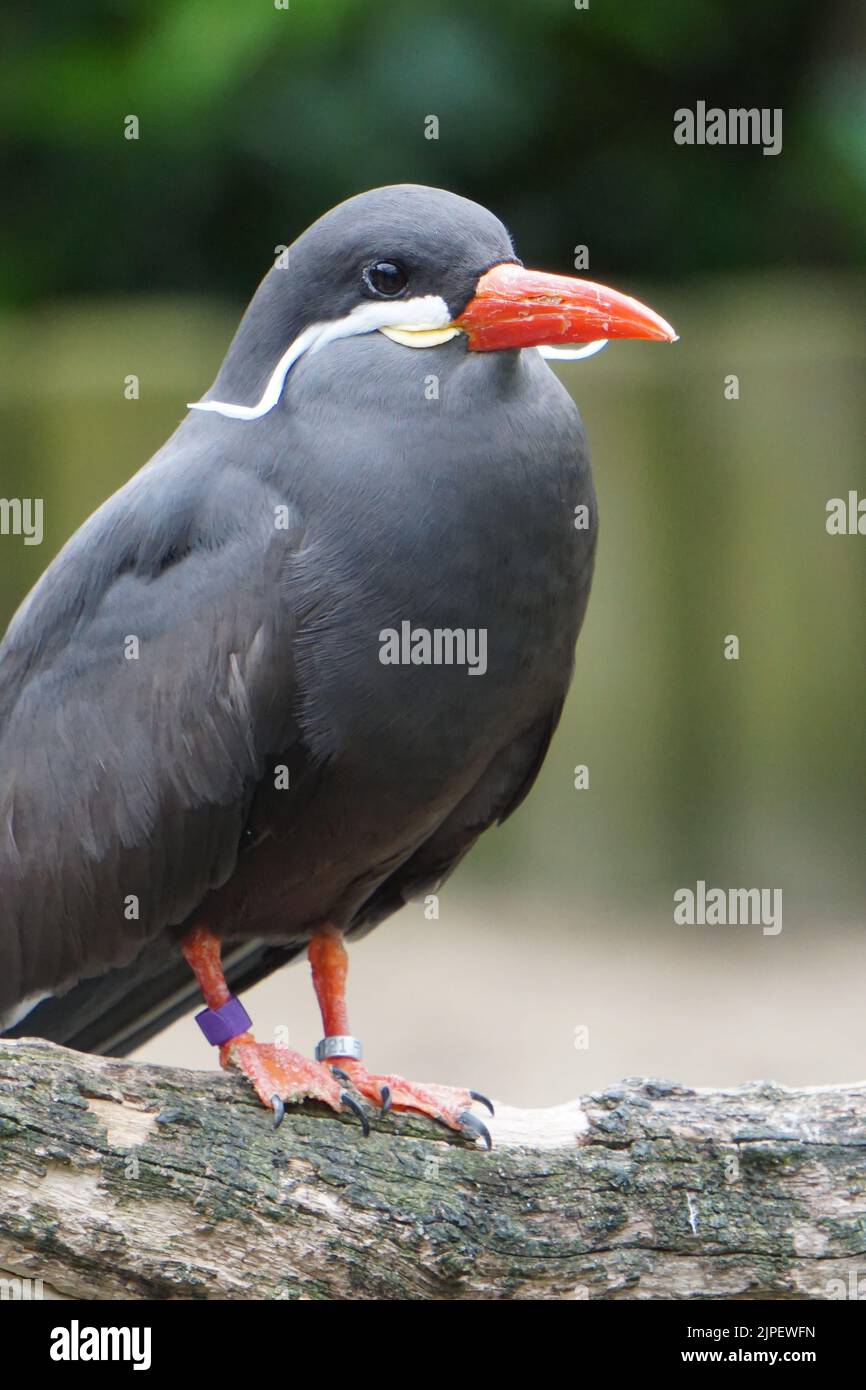 A vertical close-up of a cute Inca Tern bird on a tree branch Stock ...