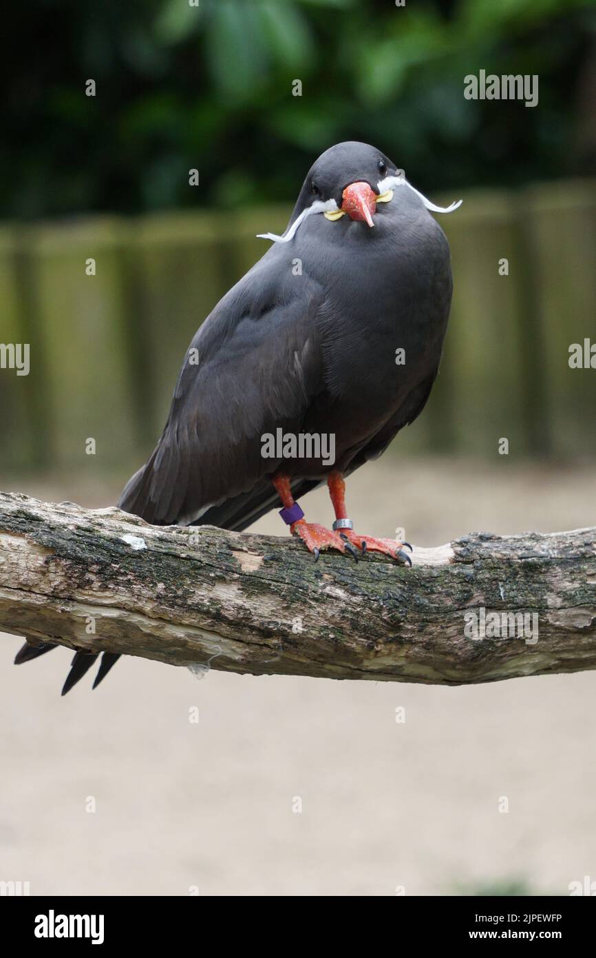 A vertical close-up of a cute Inca Tern bird on a tree branch Stock ...