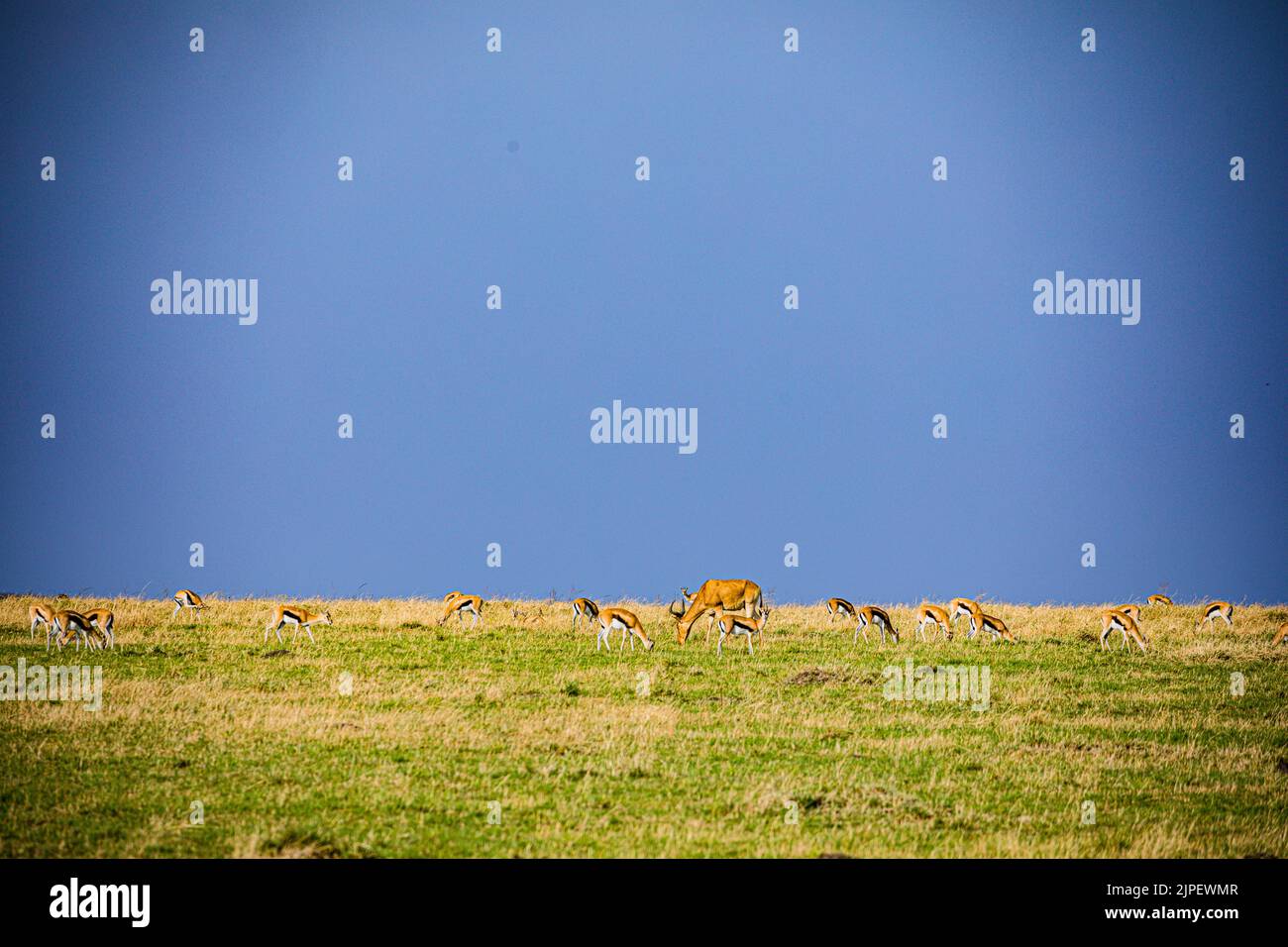 African antelope impala topi hi-res stock photography and images - Alamy