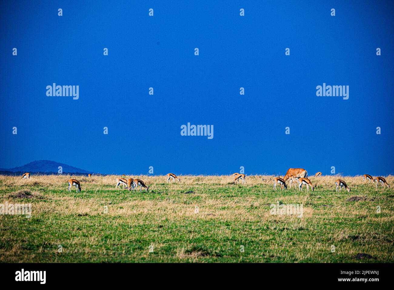 African Antelope Impala Topi Gazelles Zebras Kenya Wildlife Wild ...