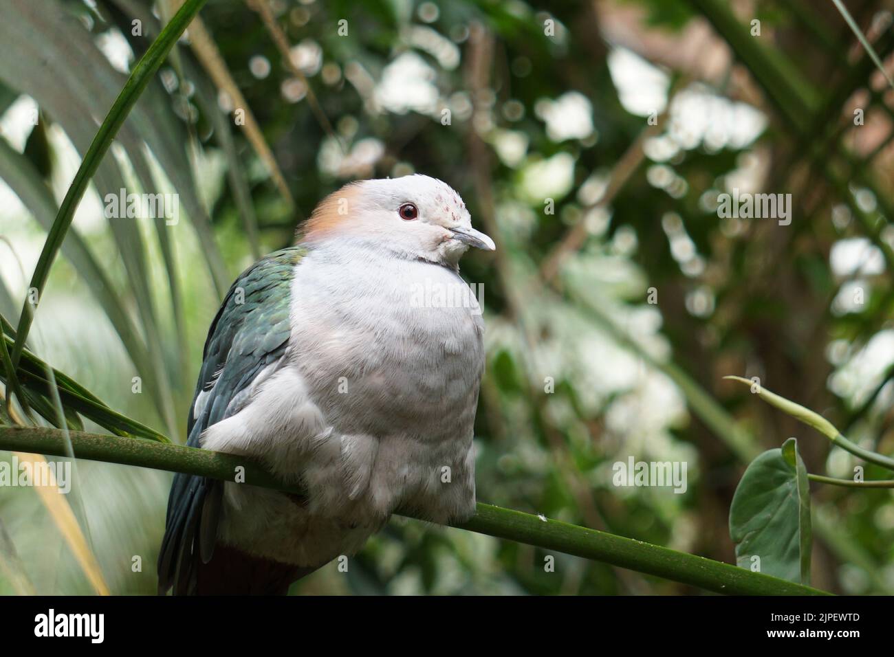 A shallow focus close-up of a green imperial pigeon on a tree branch ...