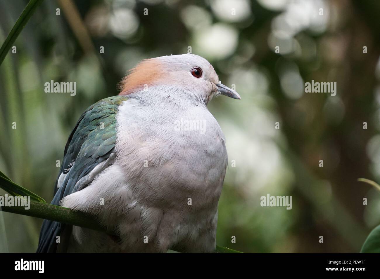 Green Imperial Pigeon (Ducula aenea), standing on a branch, back ...