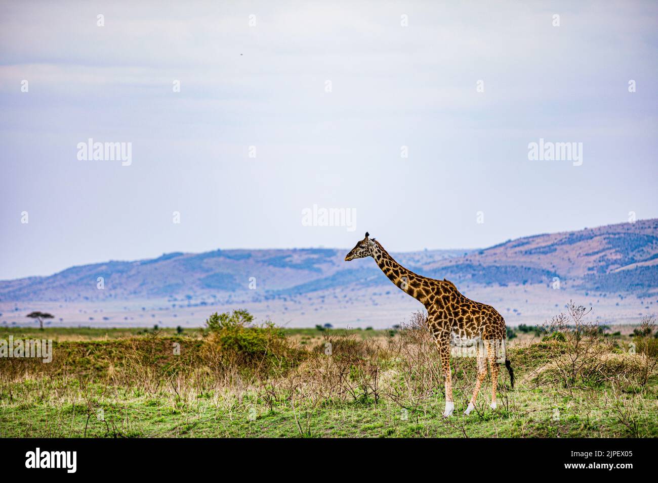 The giraffe is a large African hoofed mammal belonging to the genus ...
