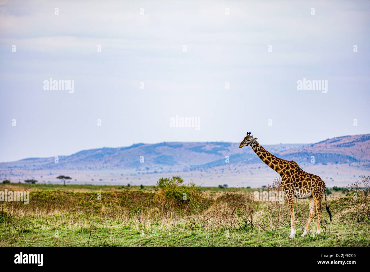 The giraffe is a large African hoofed mammal belonging to the genus ...