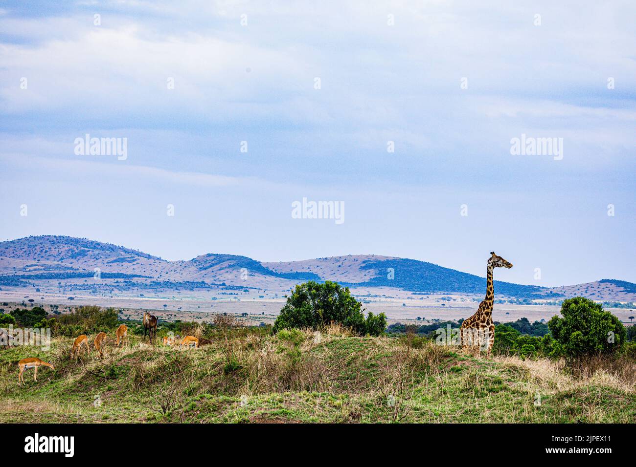The giraffe is a large African hoofed mammal belonging to the genus ...
